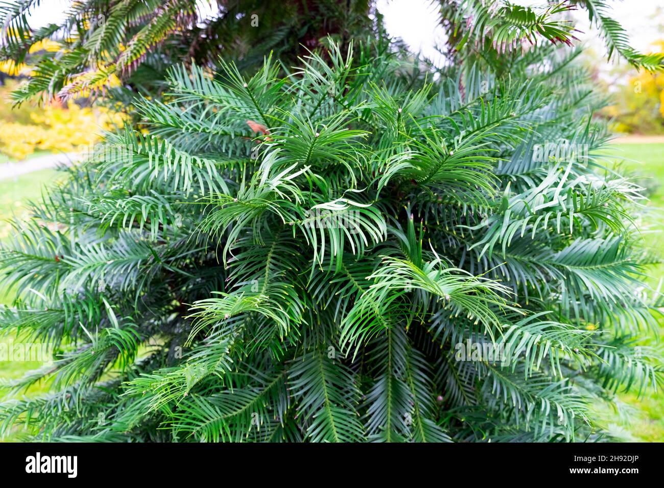 Wollemia wollemi pine wollemia nobilis hi-res stock photography and images - Alamy