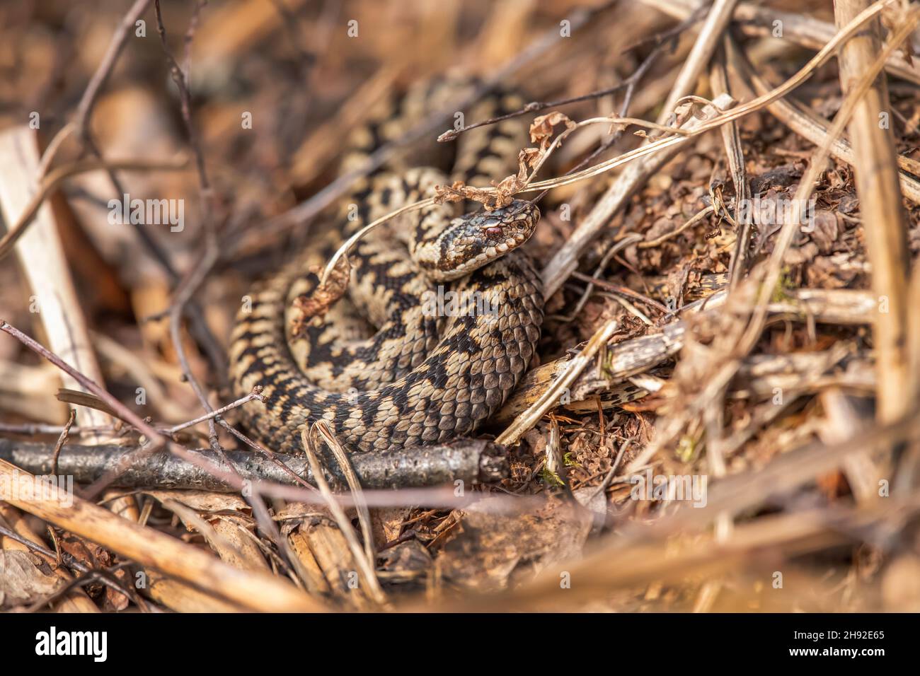 Adder scotland hi-res stock photography and images - Alamy