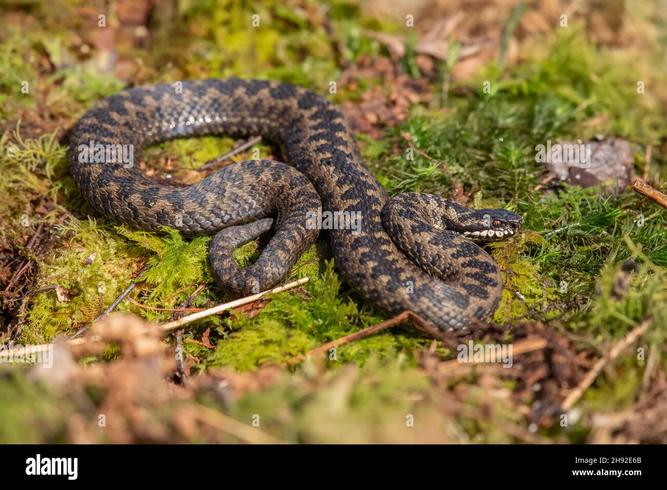 Adder snake in grass in the spring time close up in the countryside in ...