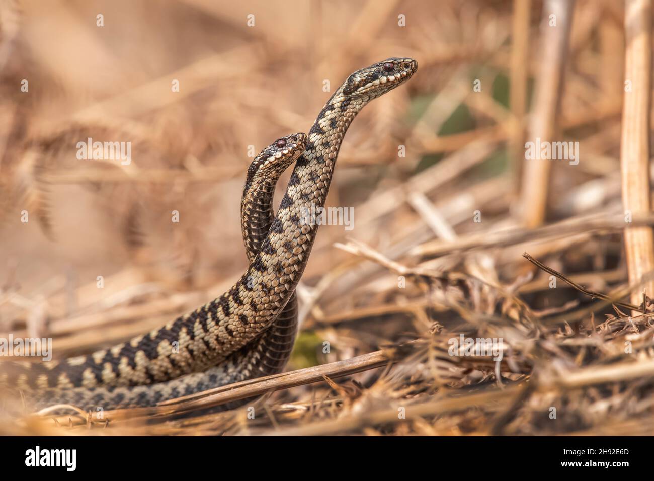 Male Adders dancing in bracken in the spring time close up in the ...