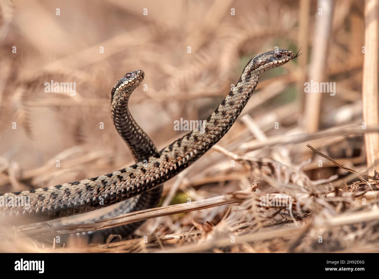 Male Adders dancing in bracken in the spring time close up in the ...