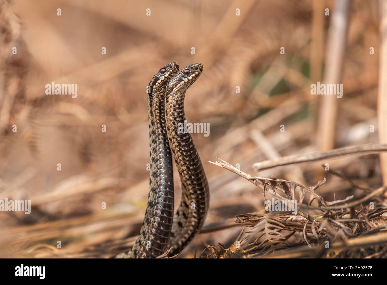 Male Adders dancing in bracken in the spring time close up in the ...