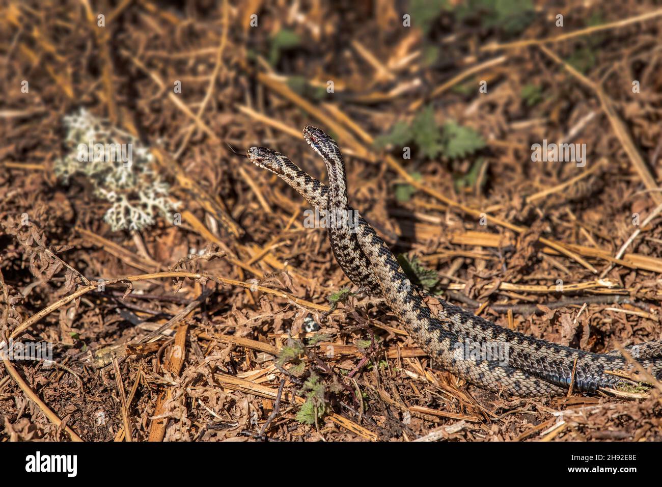 Adder scotland hi-res stock photography and images - Alamy