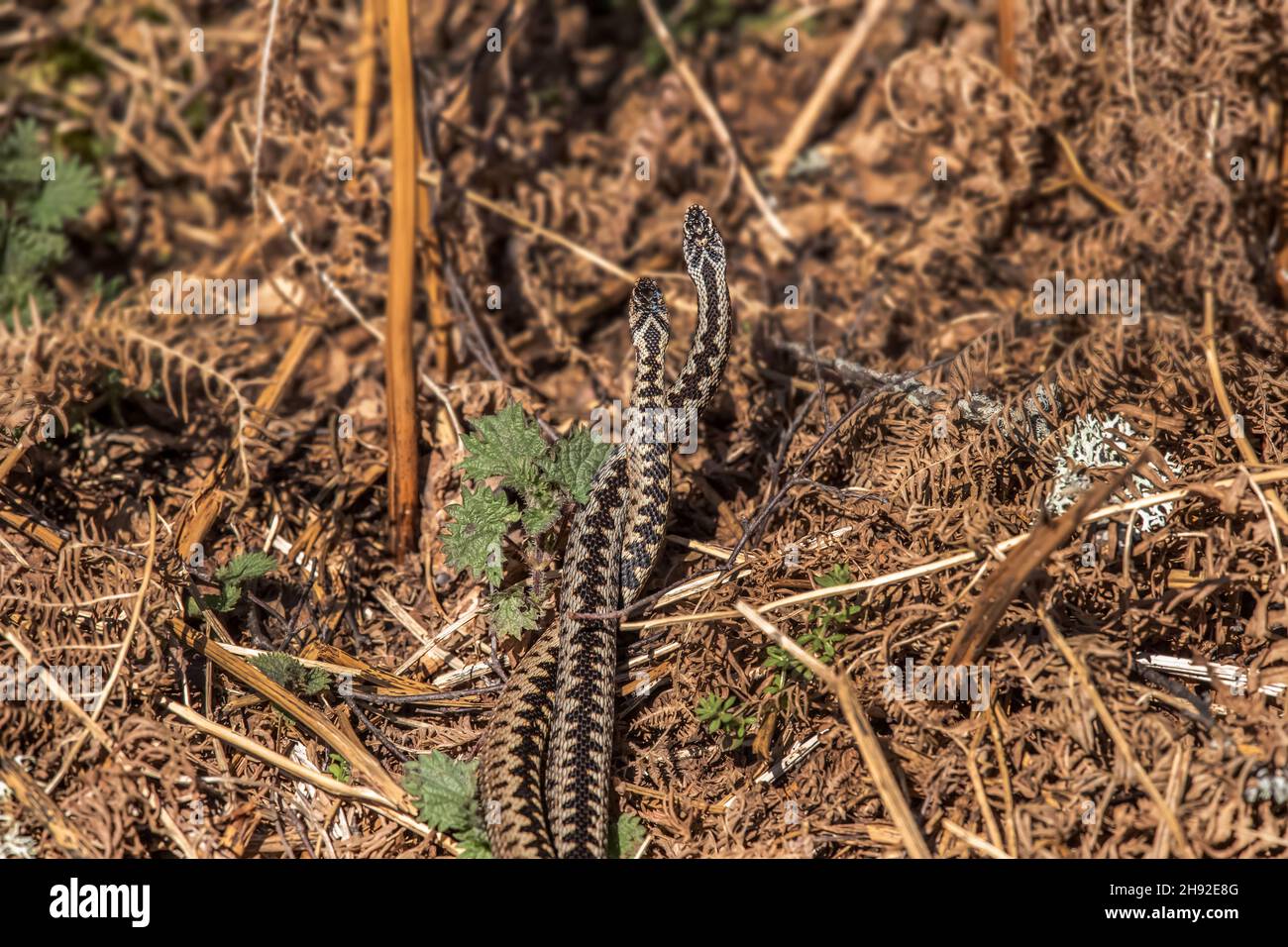 Adder scotland hi-res stock photography and images - Alamy
