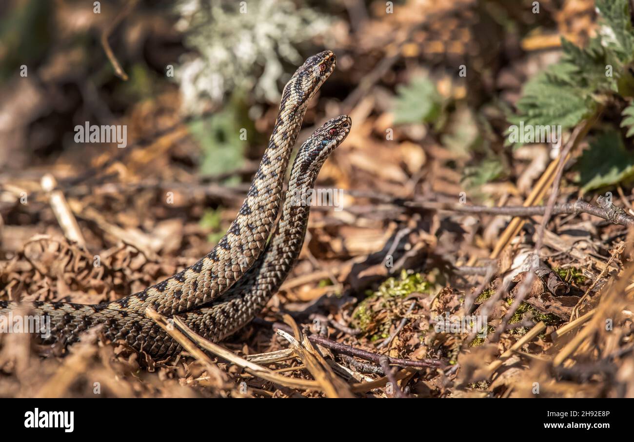 Adder scotland hi-res stock photography and images - Alamy