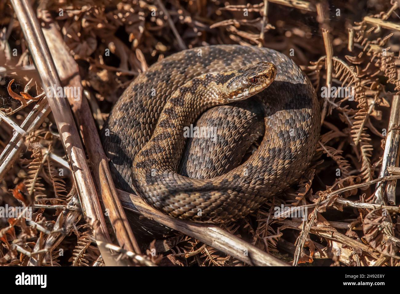 Adder scotland hi-res stock photography and images - Alamy