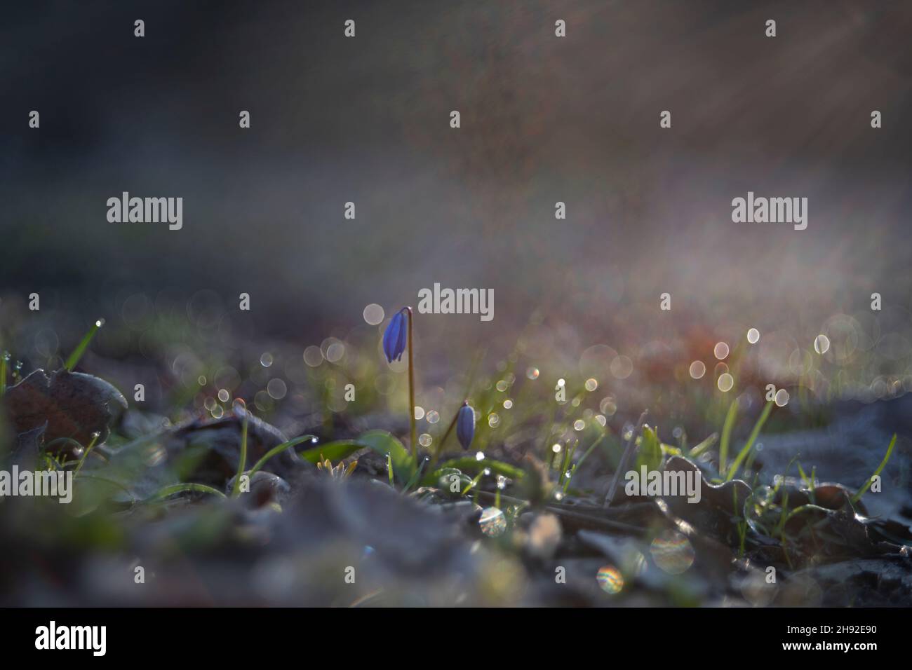 Droplets of dew are sparkling in the morning light, bluebell buds are ...