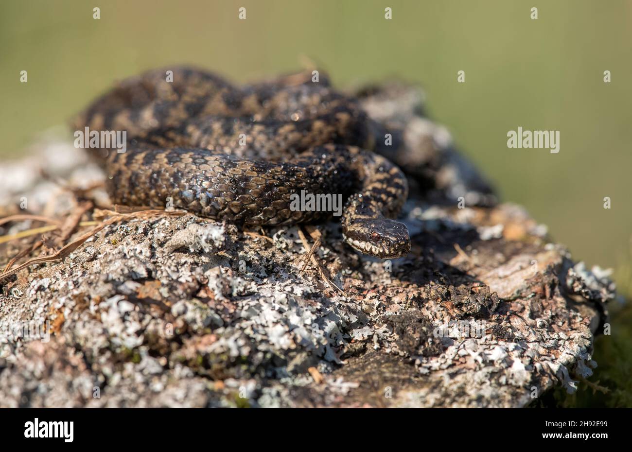 Adder scotland hi-res stock photography and images - Alamy
