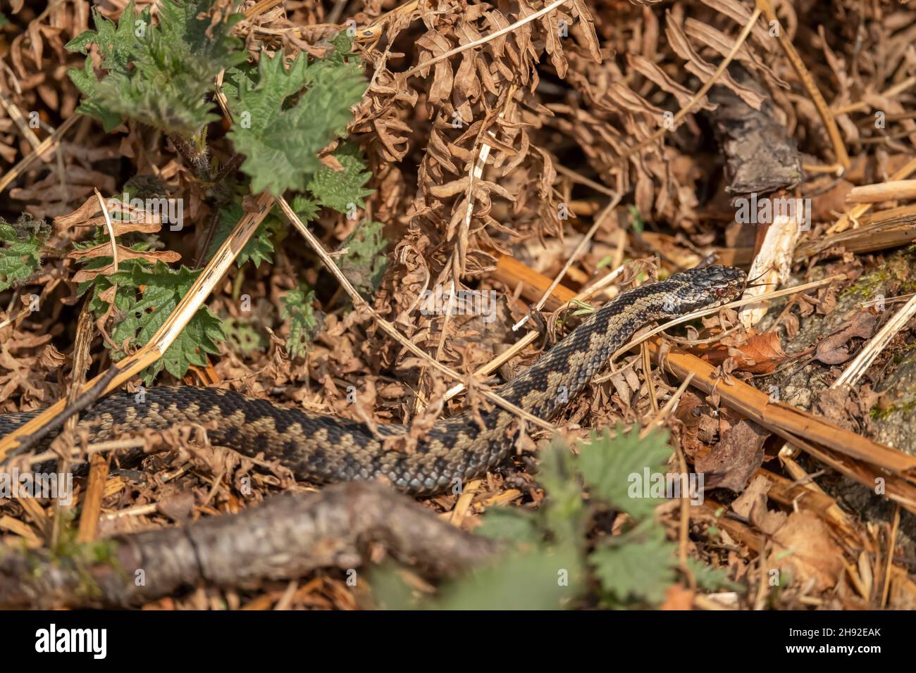 Adder scotland hi-res stock photography and images - Alamy