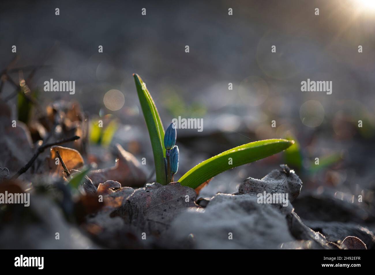 A tiny sprout of bluebells is stretching towards the sun, Voronezh ...