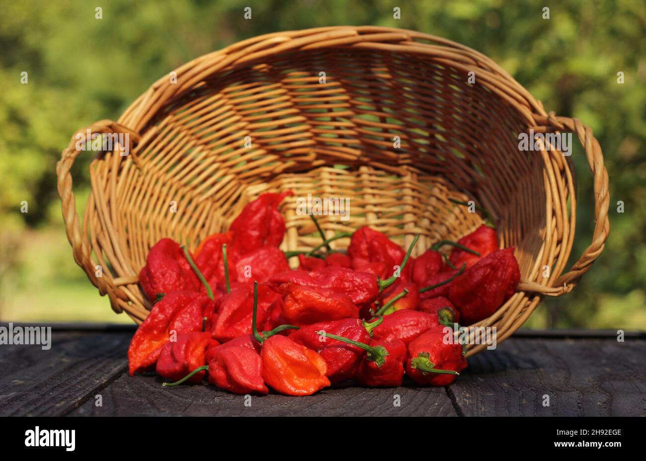 Basket of Fresh Bhut Jolokia Ghost Chili Peppers at rural farmers ...