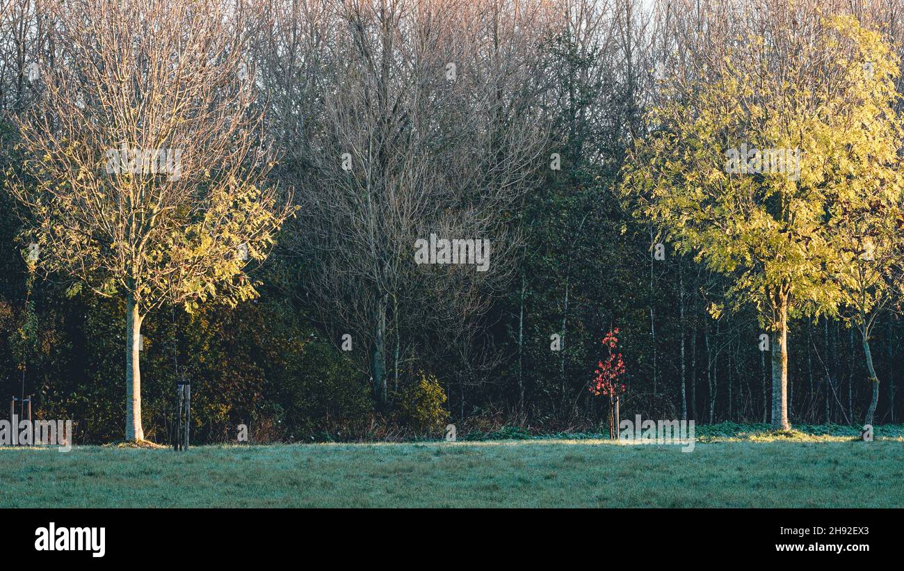 Autumn colours in the dutch forest, Abswoudse bos, Delft, The ...