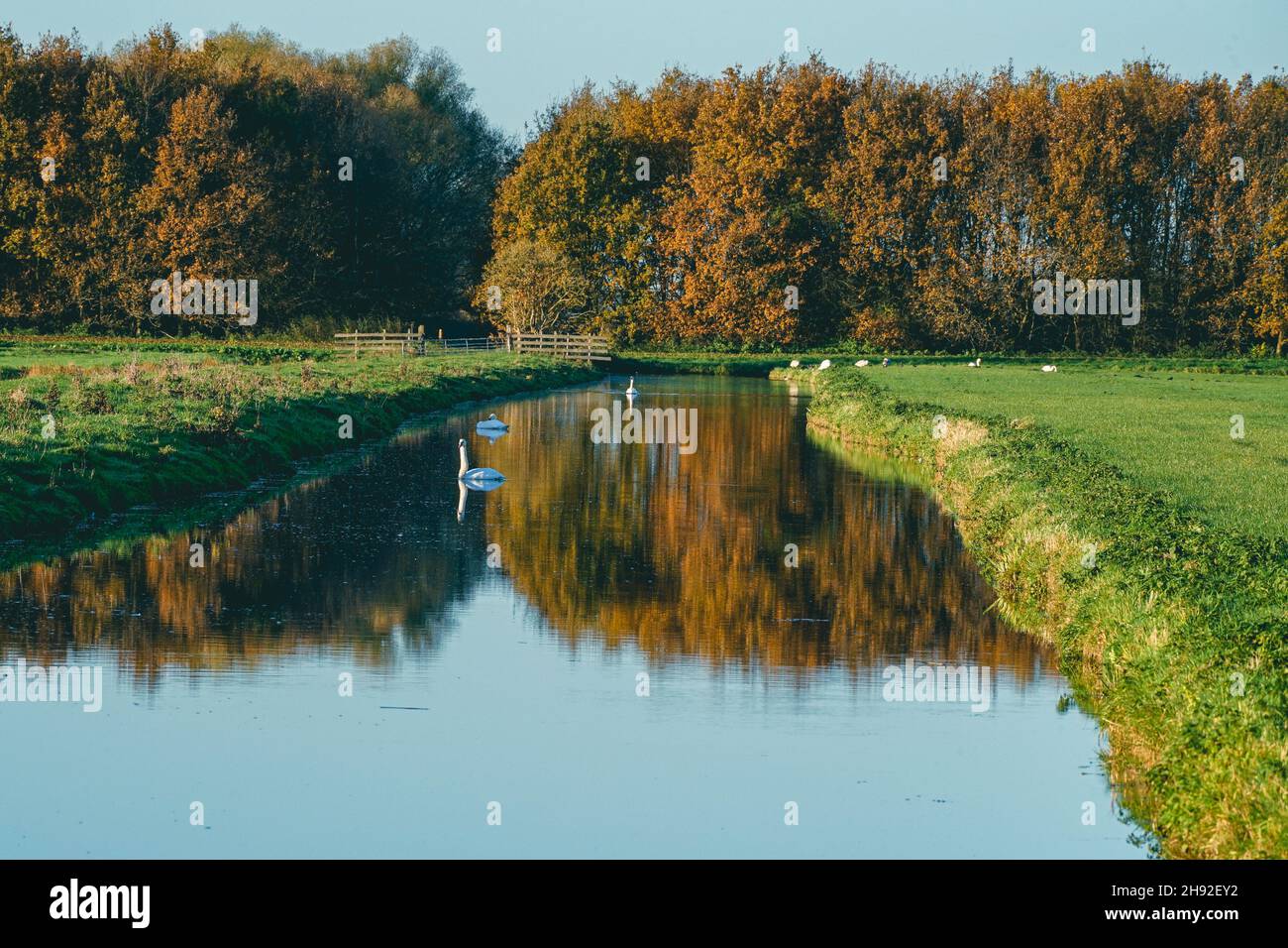 Autumn colours in the dutch forest, Abswoudse bos, Delft, The ...