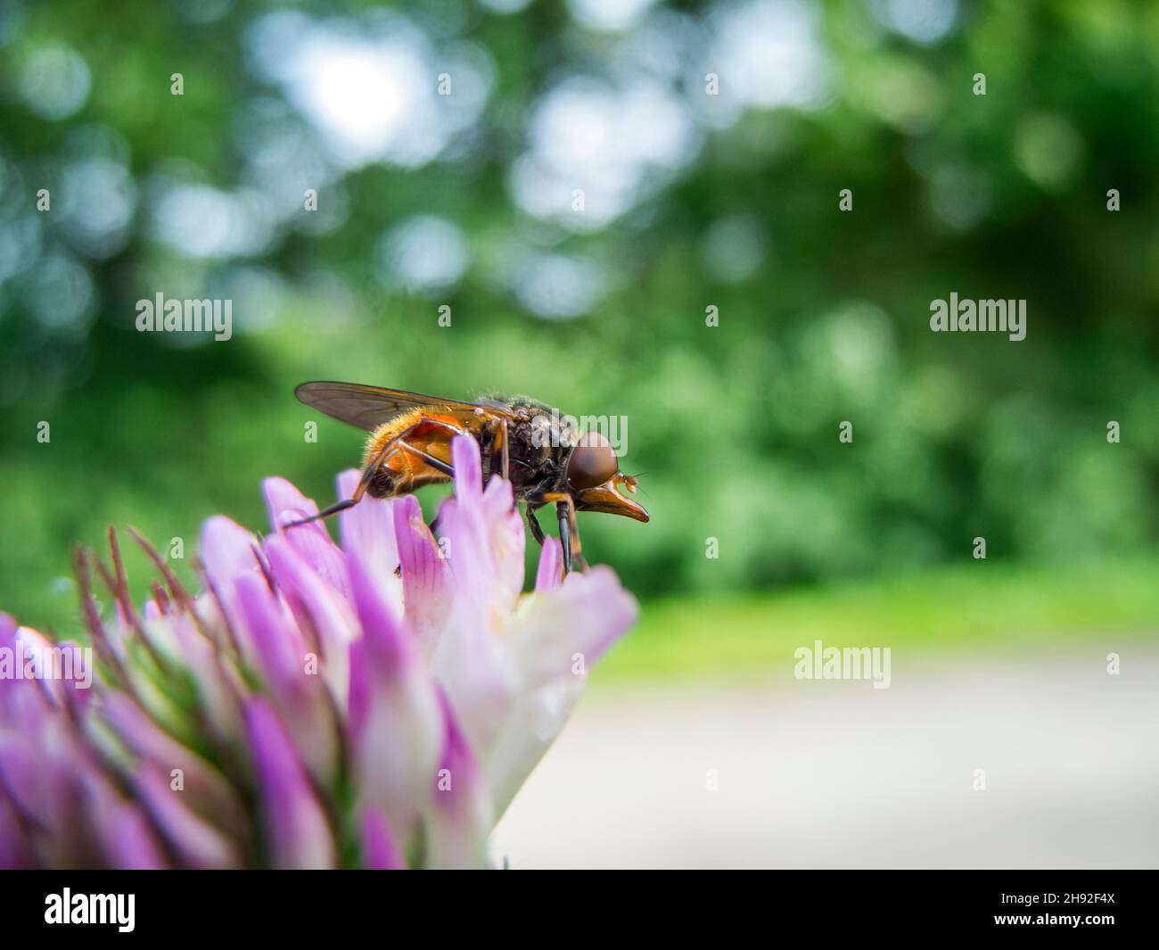 Side close-up of the common beaked hover fly (lat: Rhingia campestris ...