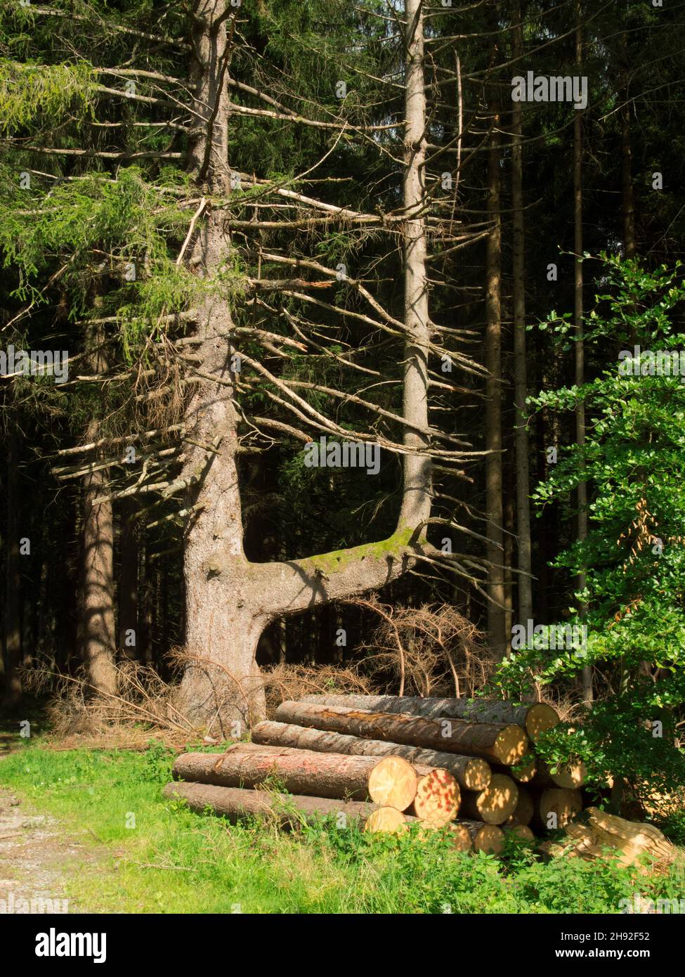 Scots pine with branched trunk at the edge of the forest and forest ...