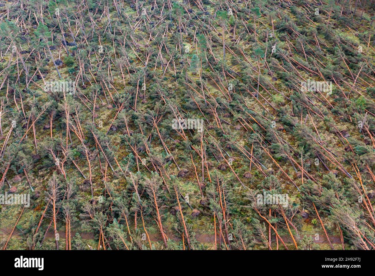 Aerial view of many trees blown over by Storm Arwen (26/27 Nov 2021) in ...