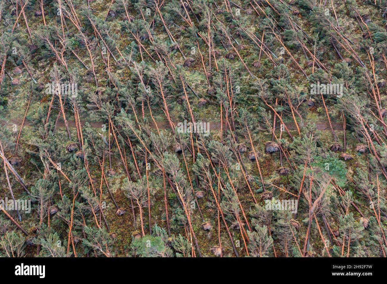 Aerial view of many trees blown over by Storm Arwen (26/27 Nov 2021) in ...