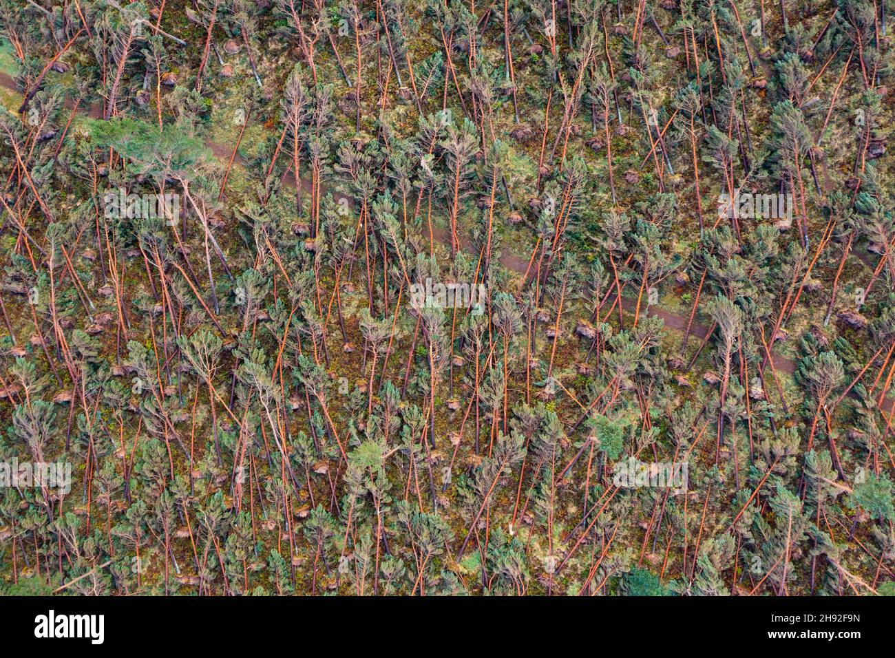 Country park birds hi-res stock photography and images - Alamy