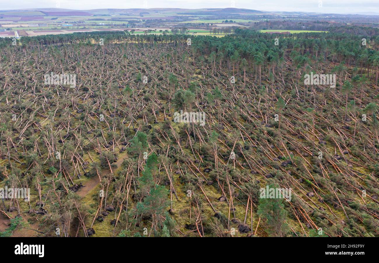 Aerial view of many trees blown over by Storm Arwen (26/27 Nov 2021) in ...