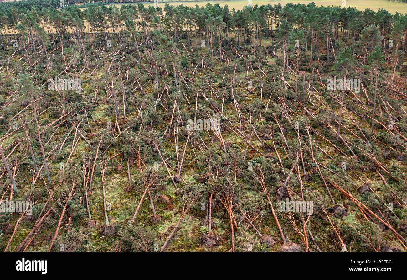 Aerial view of many trees blown over by Storm Arwen (26/27 Nov 2021) in ...