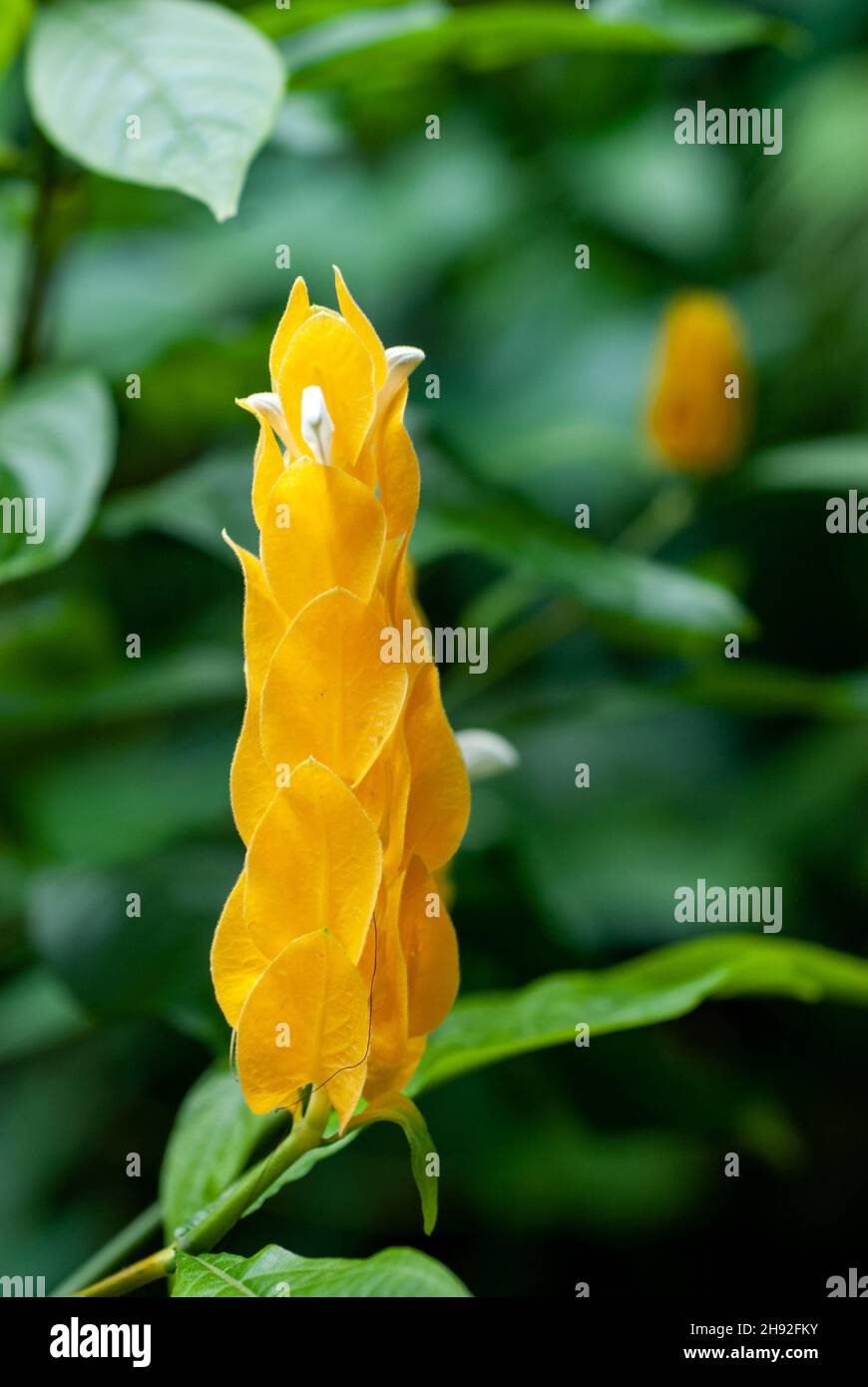 Pachystachys lutea flower, otherwise known as a Golden Shrimp Plant or ...