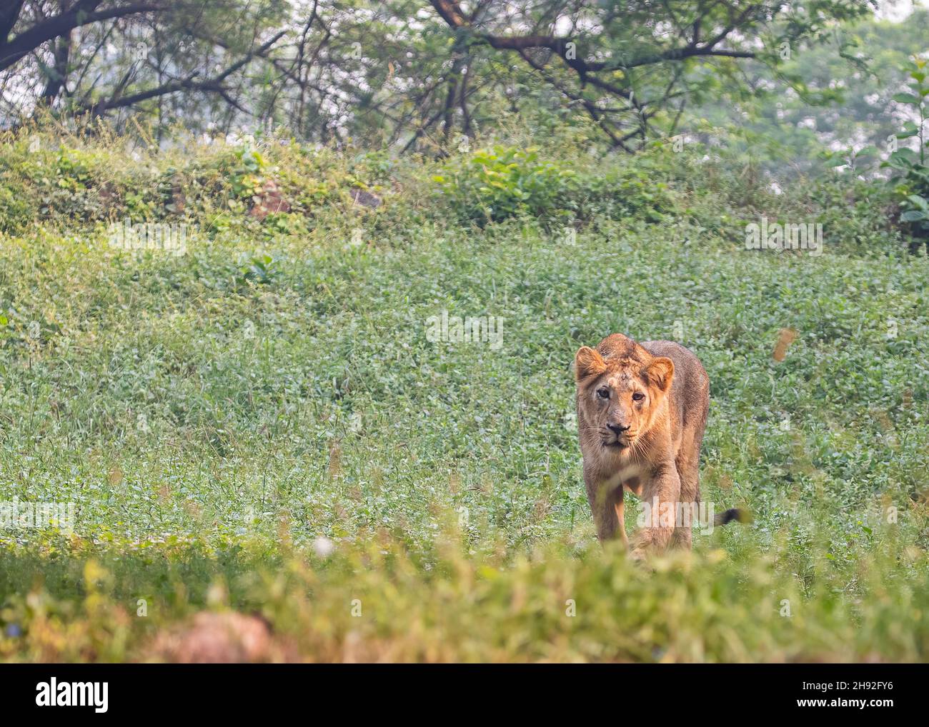 A Lion cub in a field coming towards camera Stock Photo - Alamy