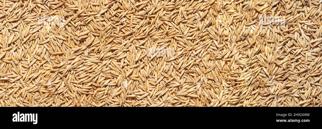 Oat grain texture. Natural organic market. Closeup ecology. Farming ...