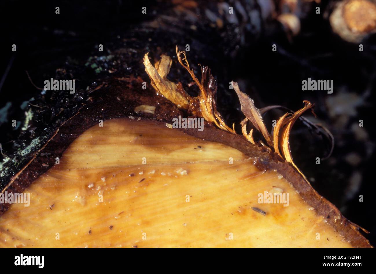 Cutted trees, trunks in close up, analog. Close up on the surface after ...