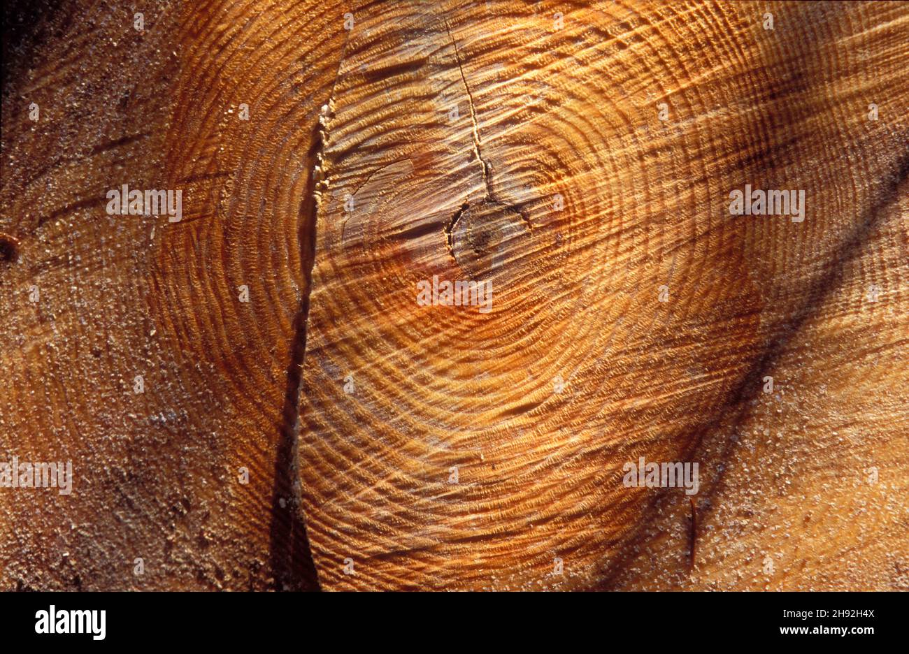Cutted trees, trunks in close up, analog. Close up on the surface after ...