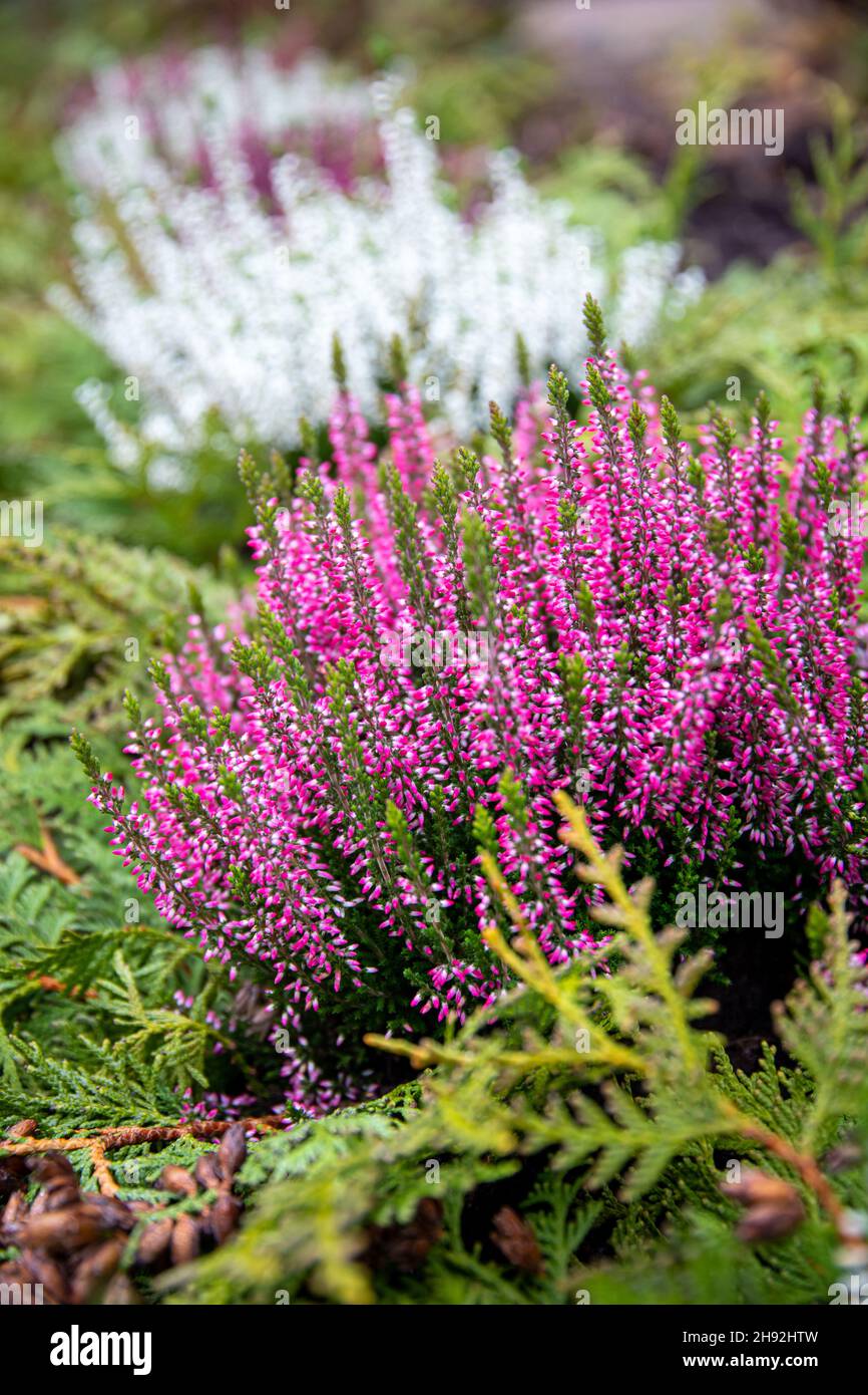 Calluna vulgaris grizabella flowers in the garden Stock Photo - Alamy