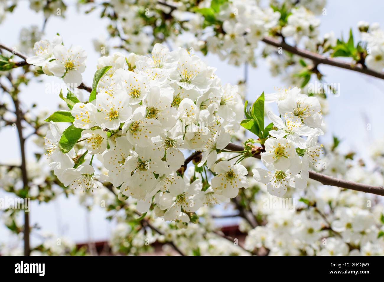 Large branch with white cherry tree flowers in full bloom and clear ...