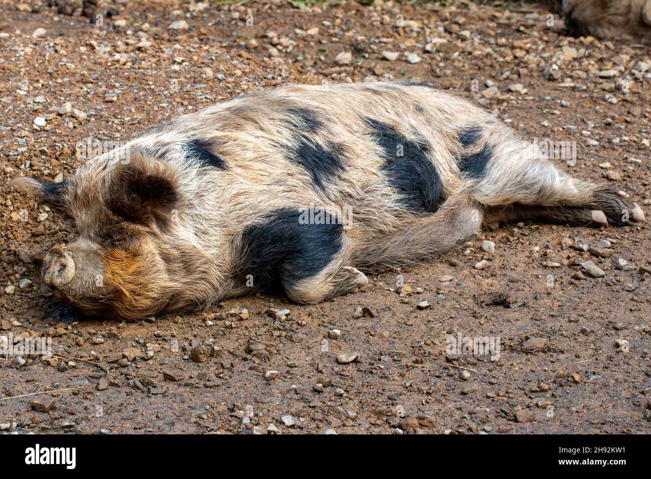 Kunekune pigs new zealand hi-res stock photography and images - Alamy