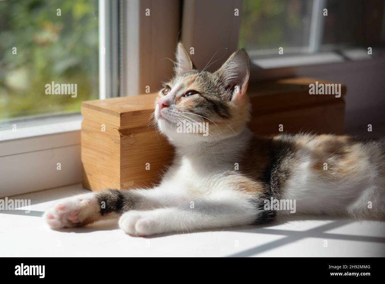 Kitten on window sill hi-res stock photography and images - Alamy