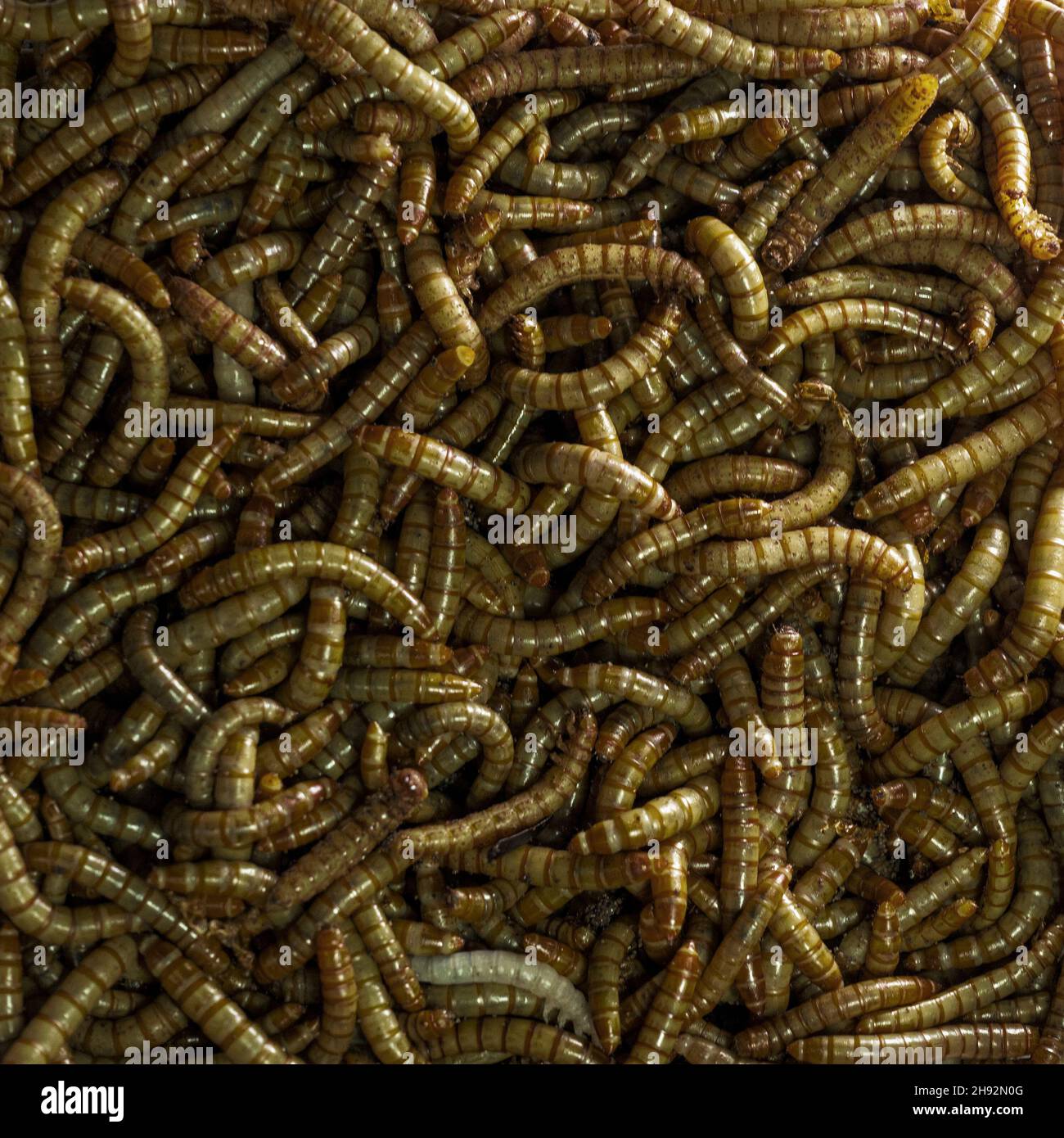 Animal Worms Pictures And Names