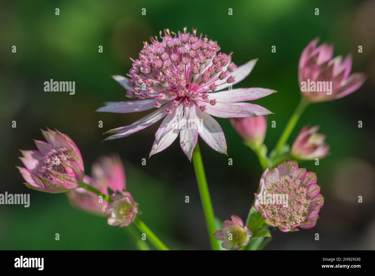 Close up of pink astrantia major flowers in bloom Stock Photo - Alamy