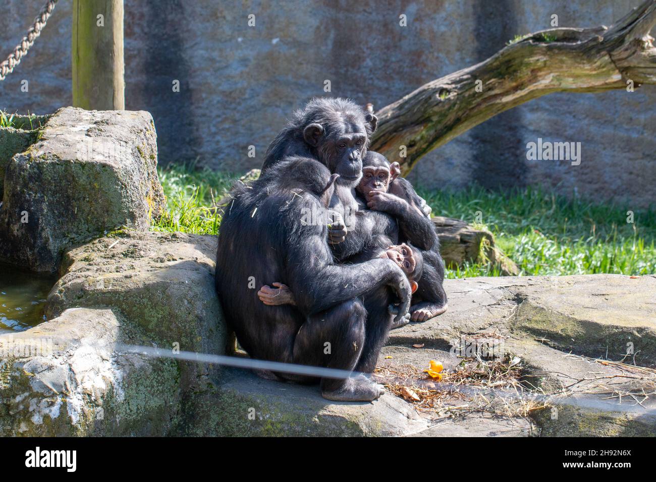 Family of Chimpanzees (Pan troglodytes) at Wellington Zoo, New Zealand ...