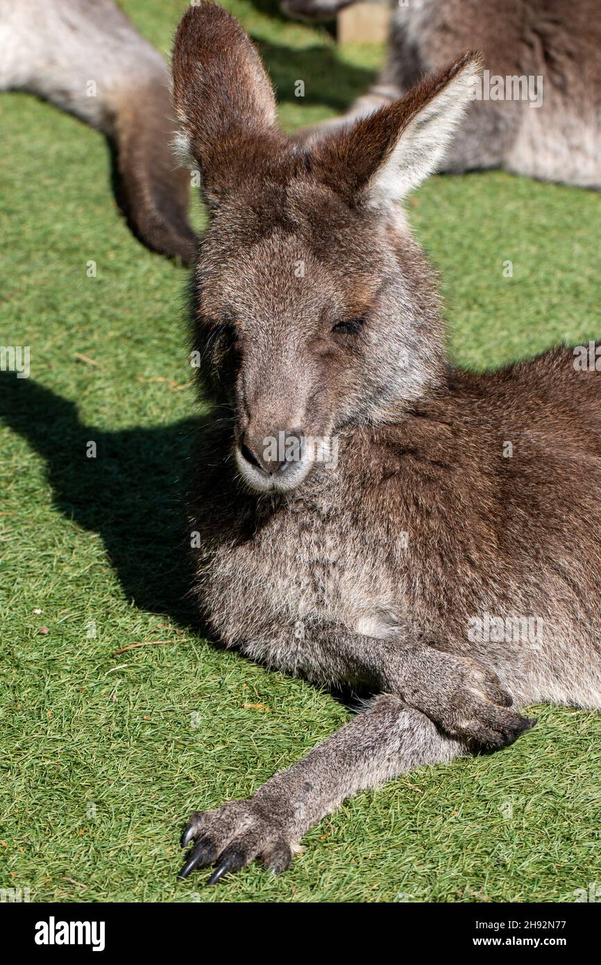 Eastern Grey Kangaroo (Macropus giganteus) laying down at Wellington ...