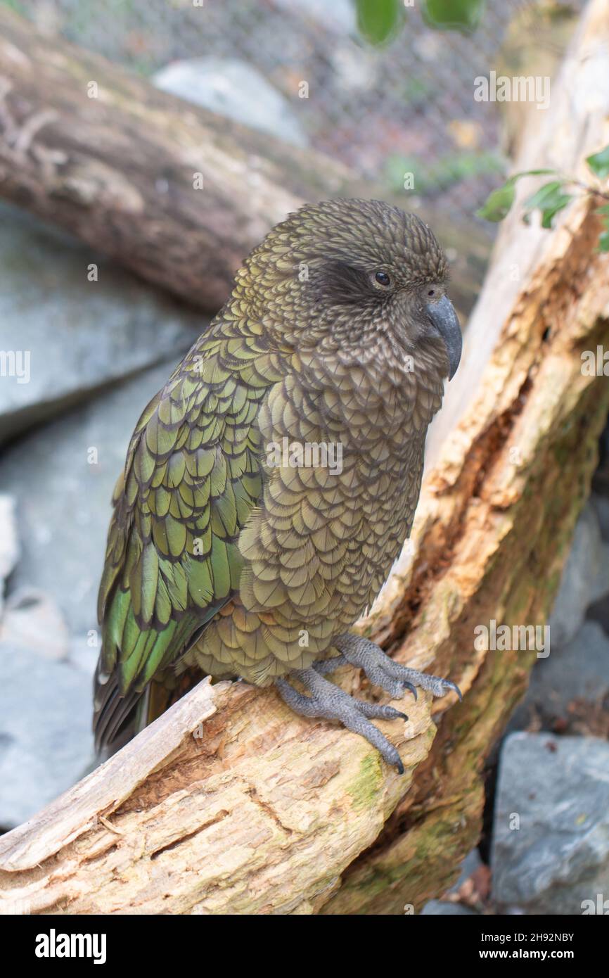 Wellington zoo new zealand hi-res stock photography and images - Alamy