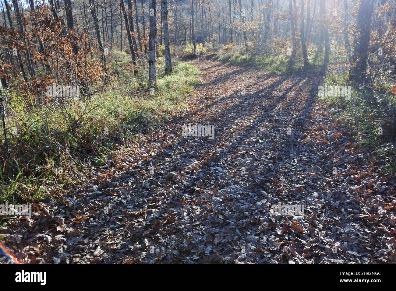 Magical autumn with colored leaves, yellow, orange, the forest with ...
