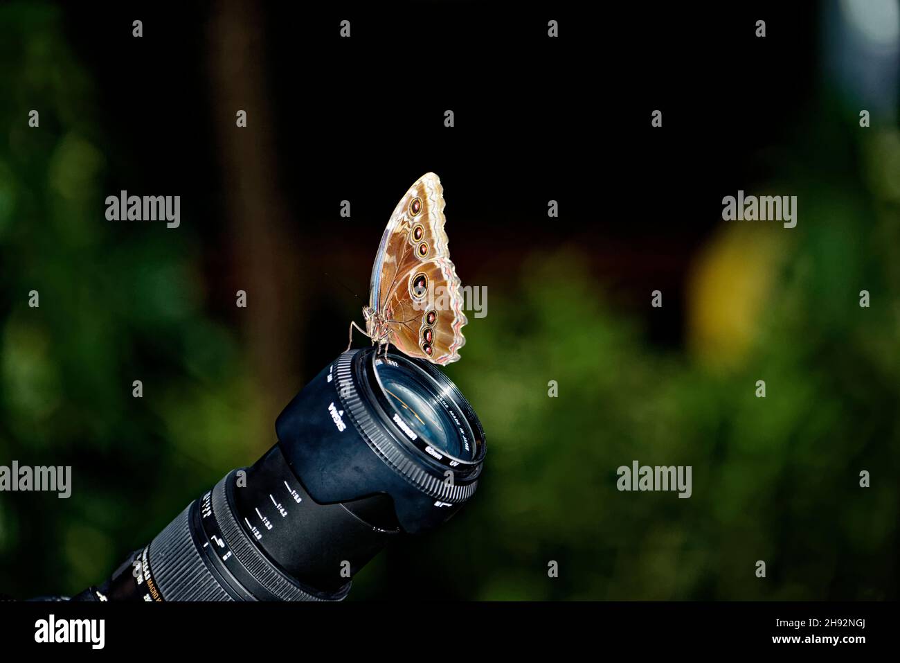 Nah ran hi-res stock photography and images - Alamy