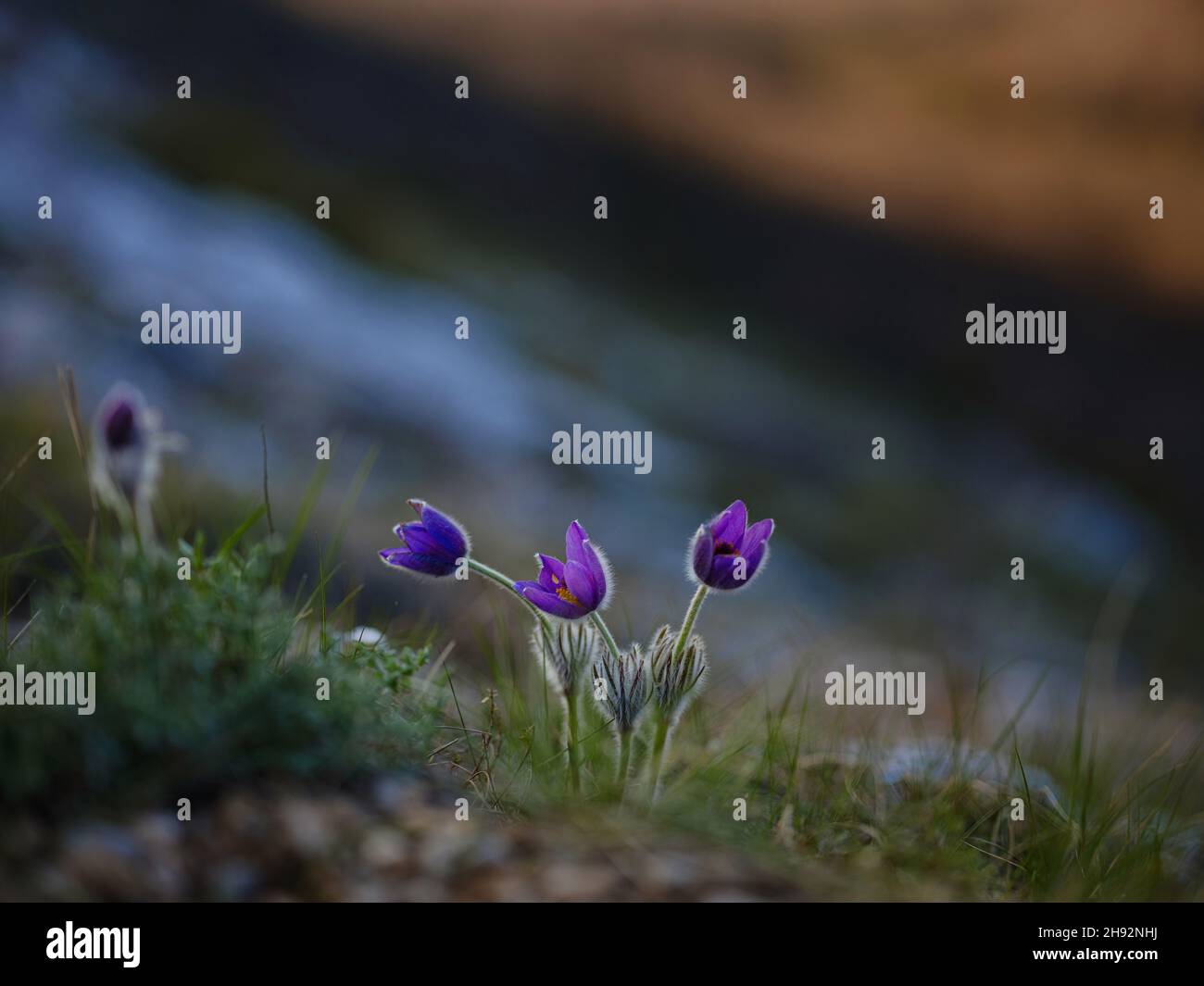 Purple wild crocus flavus flower or pulsatilla (pasque flower) growing ...