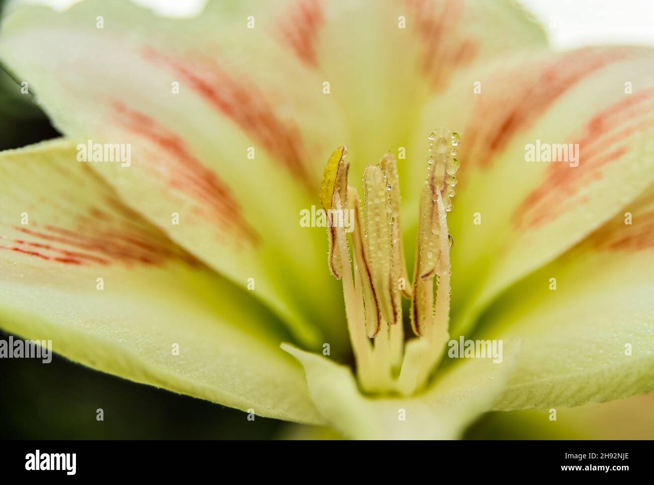 Beautiful white amaryllis flower with vertical stem Stock Photo - Alamy