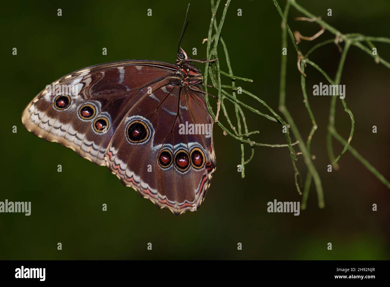 Nah ran hi-res stock photography and images - Alamy