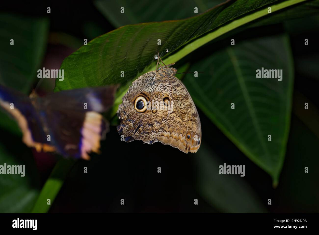 Schmetterling so nah ran wie möglich Stock Photo - Alamy