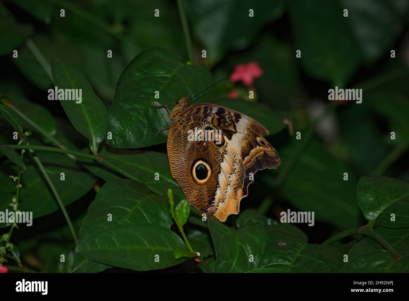 Nah Ran High Resolution Stock Photography and Images - Alamy