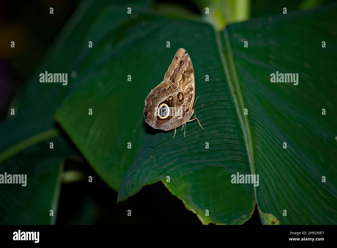 Nah Ran High Resolution Stock Photography and Images - Alamy