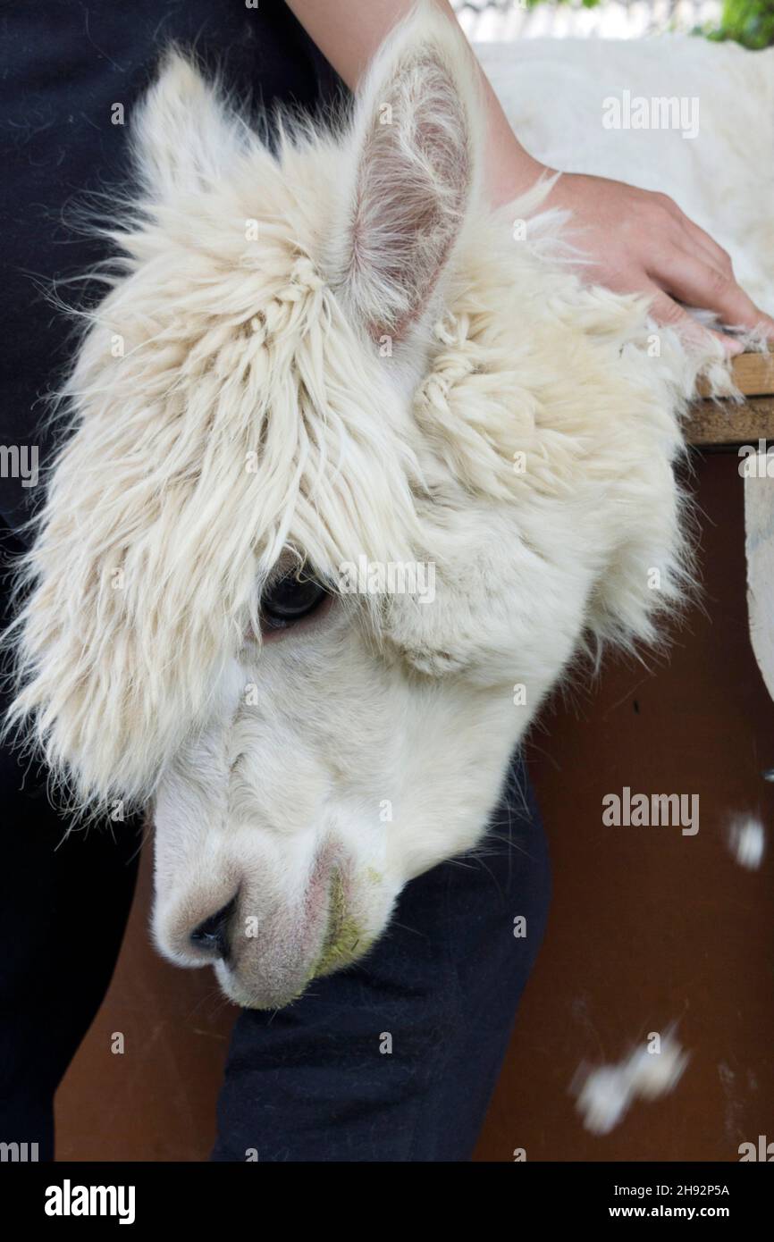 Traditional shearing hi-res stock photography and images - Alamy