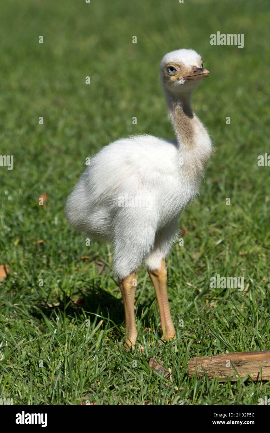 Rhea in grass hi-res stock photography and images - Alamy