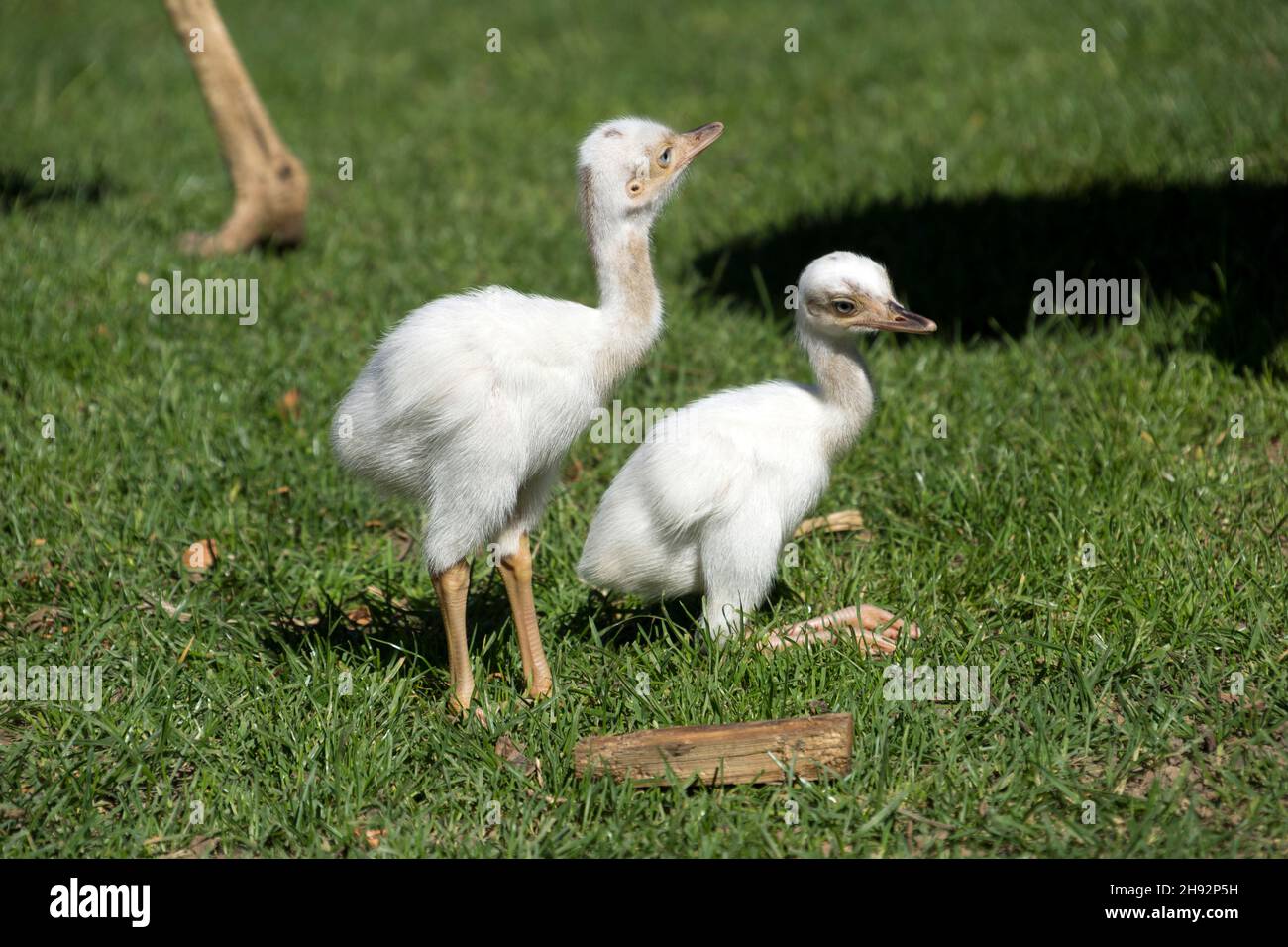 White rhea hi-res stock photography and images - Alamy