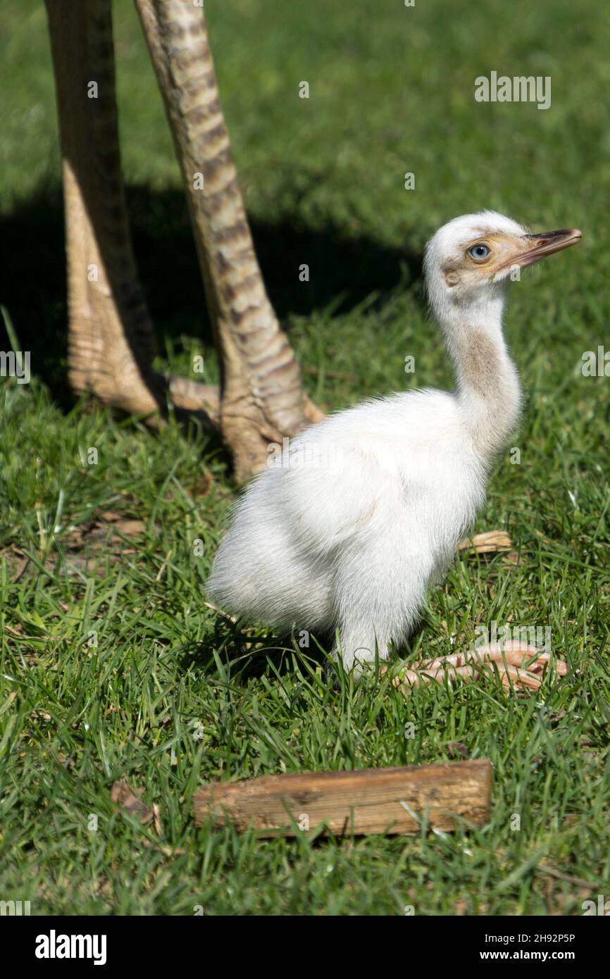 Watching baby birds hi-res stock photography and images - Alamy